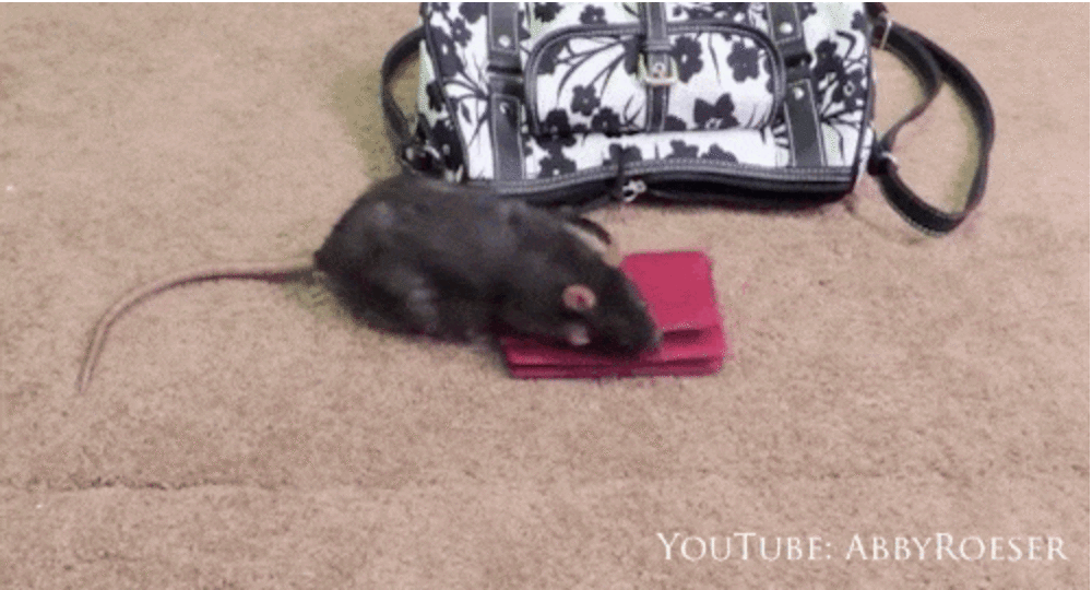 20 Talented Rats Who Would Like To Show Off Their Superior Smarts - The ...