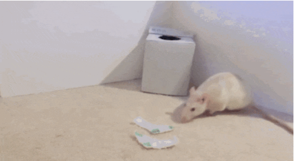 20 Talented Rats Who Would Like To Show Off Their Superior Smarts - The ...