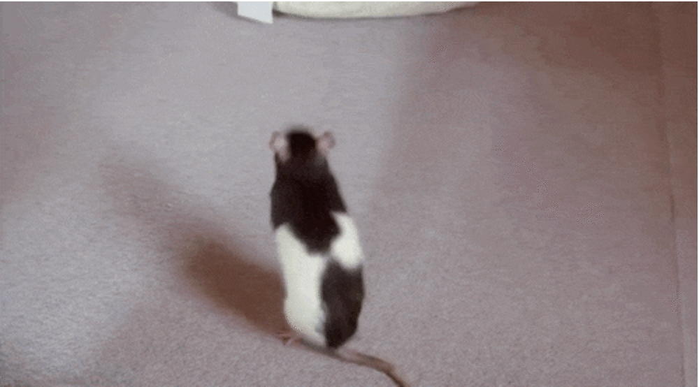 20 Talented Rats Who Would Like To Show Off Their Superior Smarts - The ...