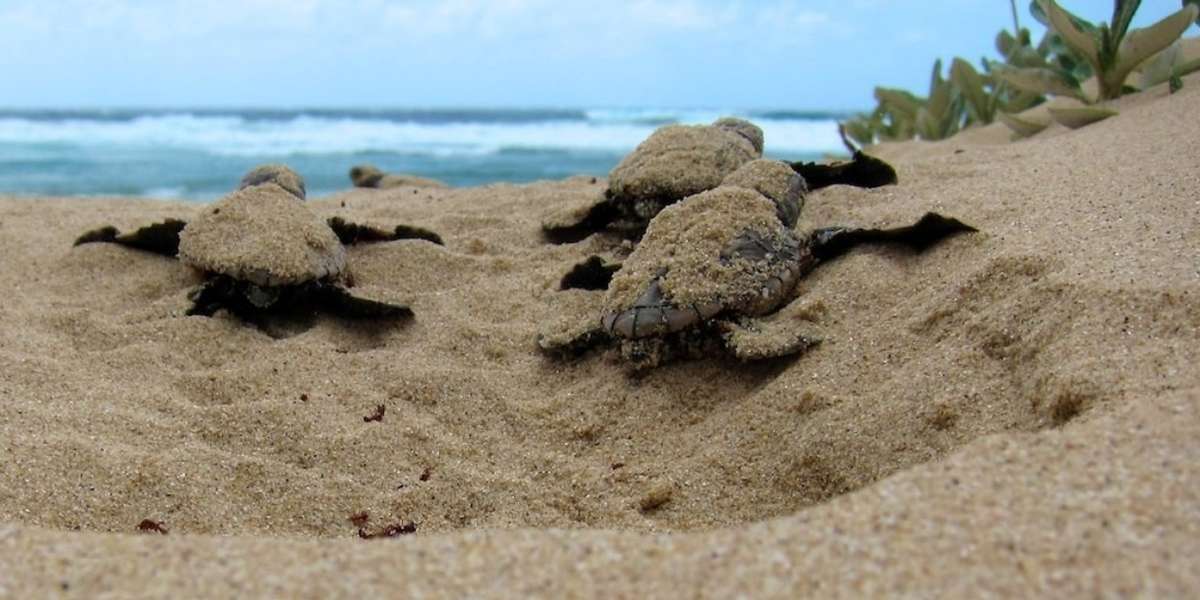 A Year After Activist Is Murdered, Nesting Turtles Still Unprotected ...