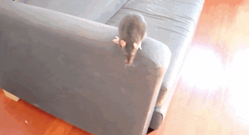 20 Talented Rats Who Would Like To Show Off Their Superior Smarts - The ...