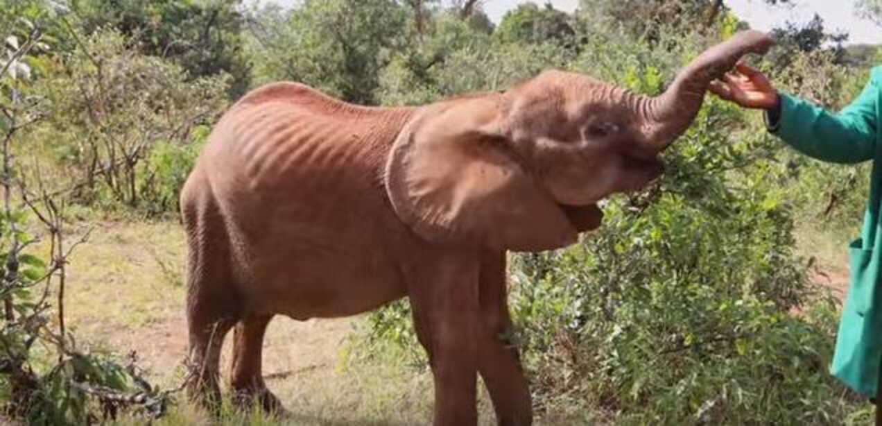 Baby Elephant Is Alone In The World ... Until He Meets Other Orphans ...