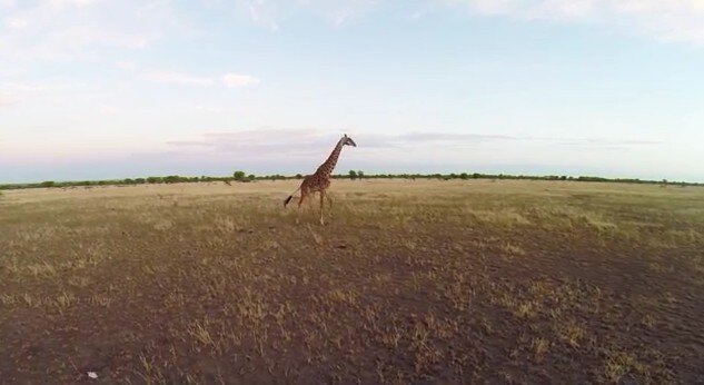 Gorgeous Video Captures Animals Of The Serengeti From Above - The Dodo
