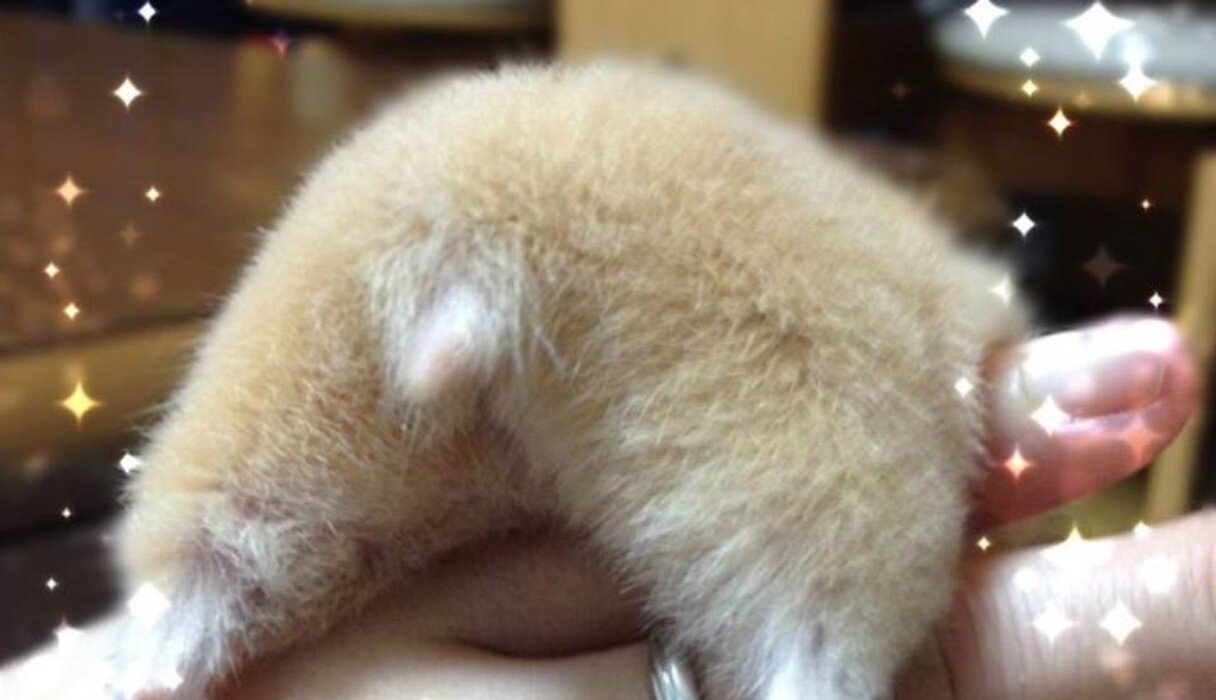 Bottoms Up: Hamster Butt Craze Is Sweeping Across Japan - The Dodo