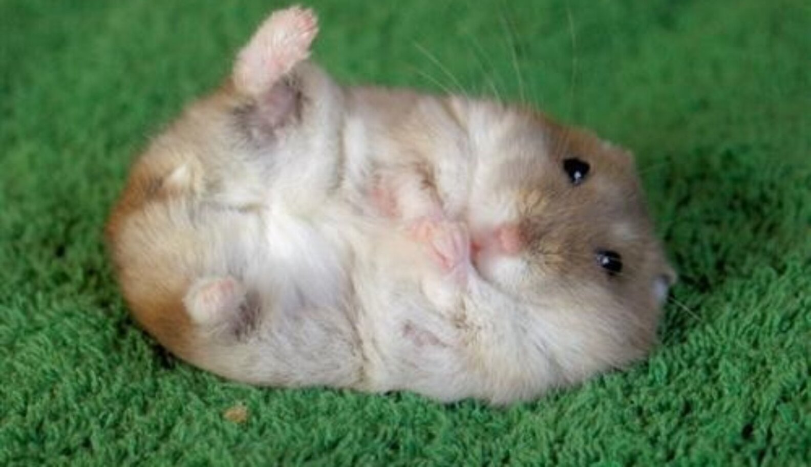 Bottoms Up: Hamster Butt Craze Is Sweeping Across Japan - The Dodo