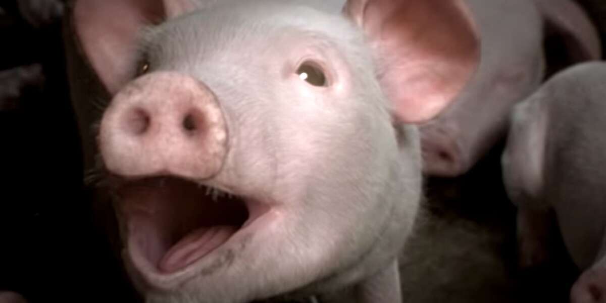 Historic Commercial Imagines A Better Life For Factory Farm Animals ...