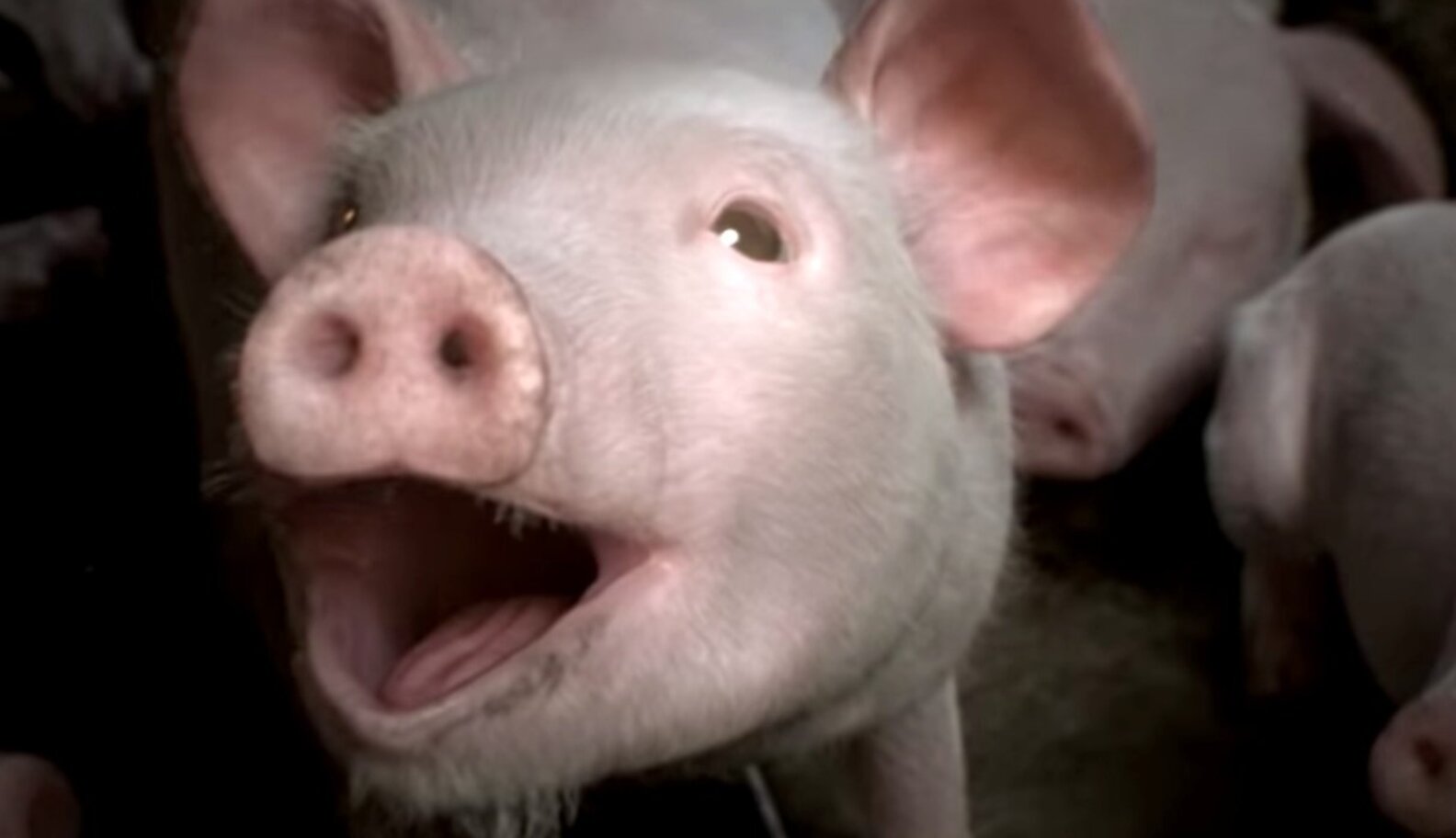 Historic Commercial Imagines A Better Life For Factory Farm Animals ...