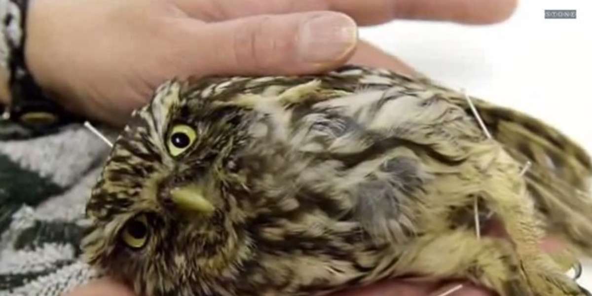 Injured Owl Gets Acupuncture To Help With Bad Back - The Dodo