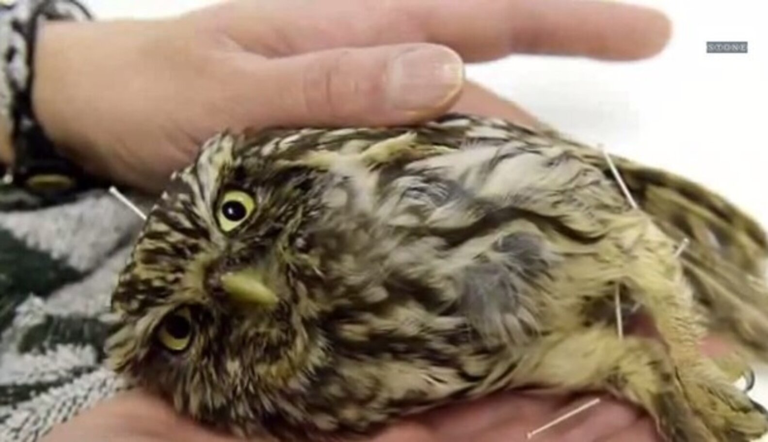 Injured Owl Gets Acupuncture To Help With Bad Back - The Dodo