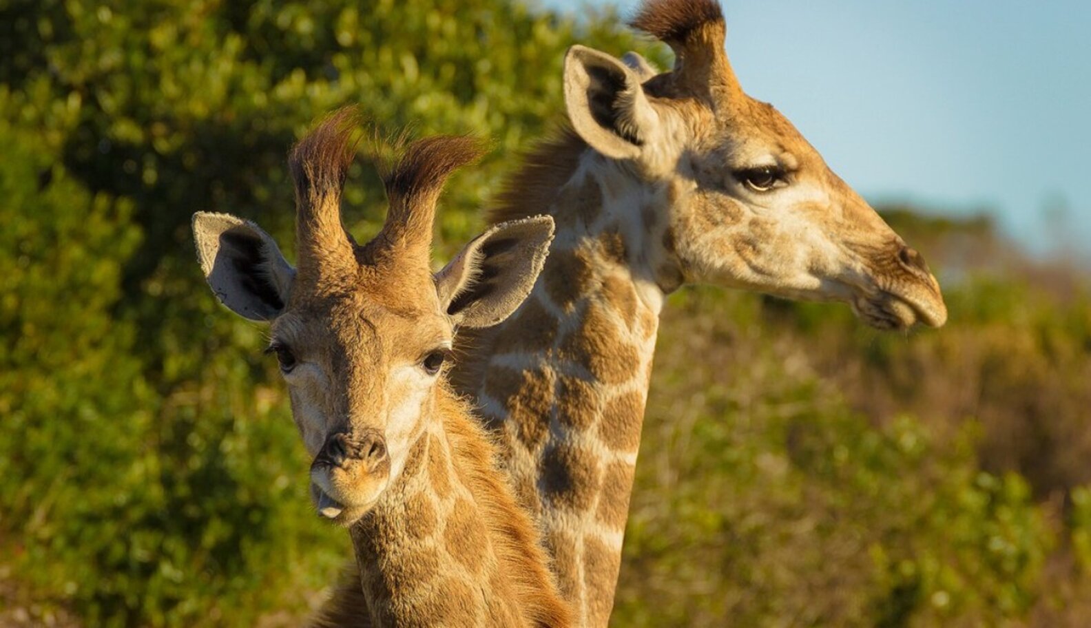 Celebrating Same-Sex Love Across The Animal Kingdom - The Dodo