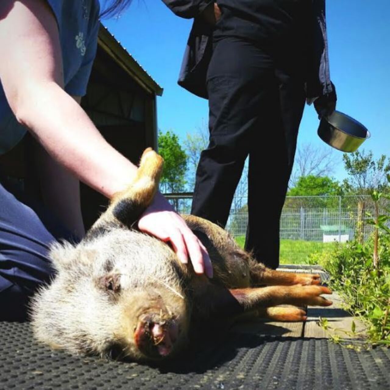 Abandoned Pig Stuck In Animal Shelter For Months Finds A Family To ...