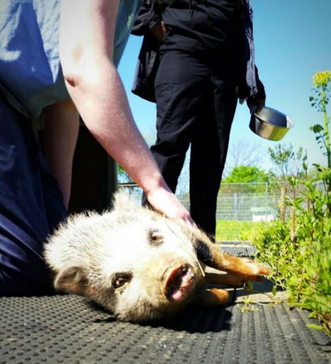 Abandoned Pig Stuck In Animal Shelter For Months Finds A Family To ...