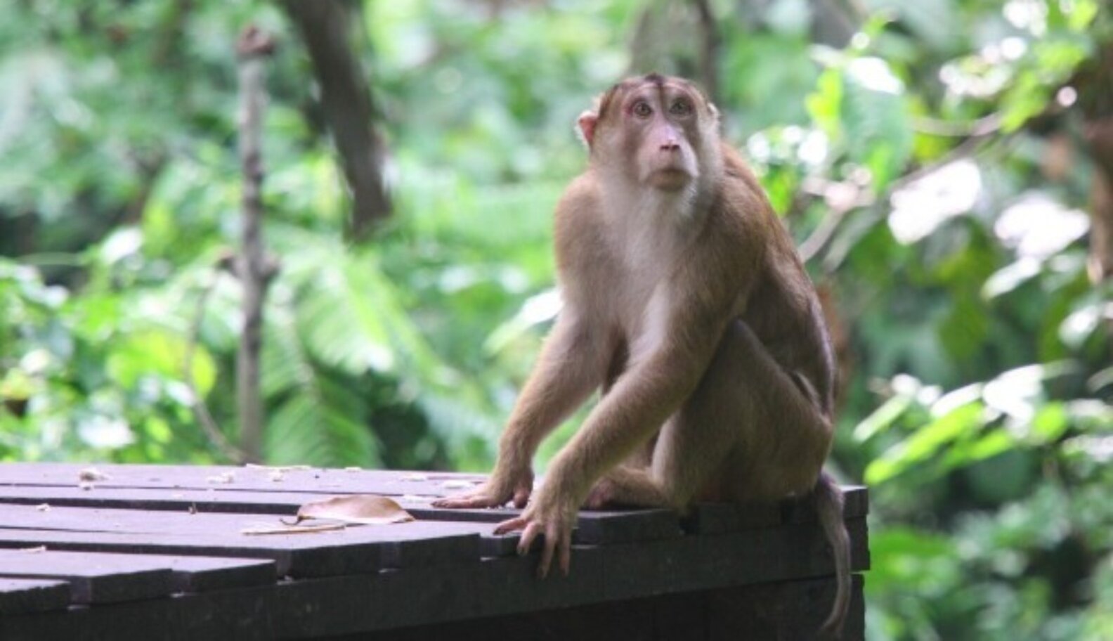 Proposed Monkey Breeding Farm In Florida Exposed - The Dodo