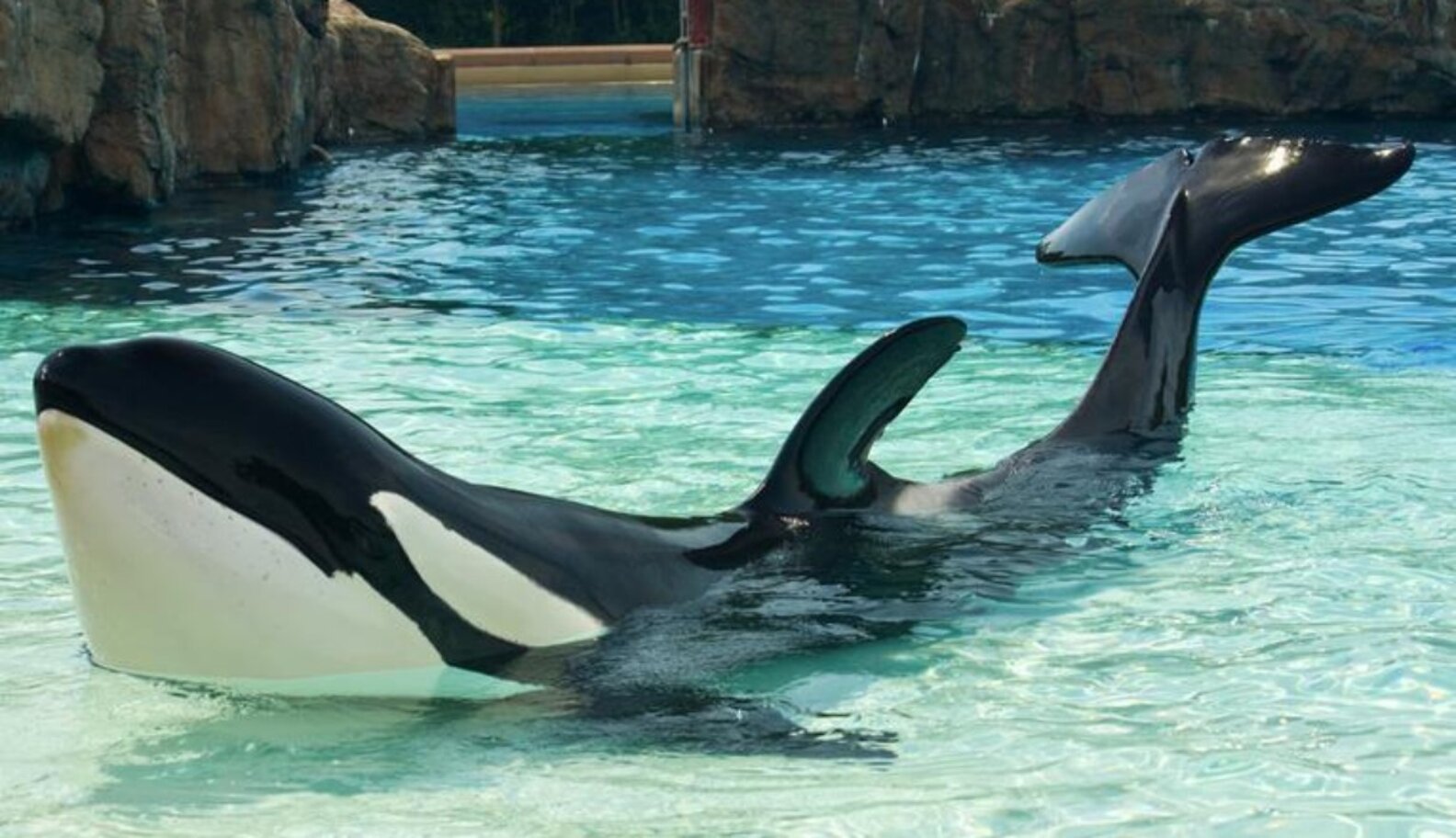 Ontario Announces Groundbreaking Measure To End Orca Captivity - The Dodo