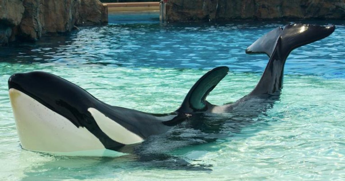 Ontario Announces Groundbreaking Measure To End Orca Captivity - The Dodo