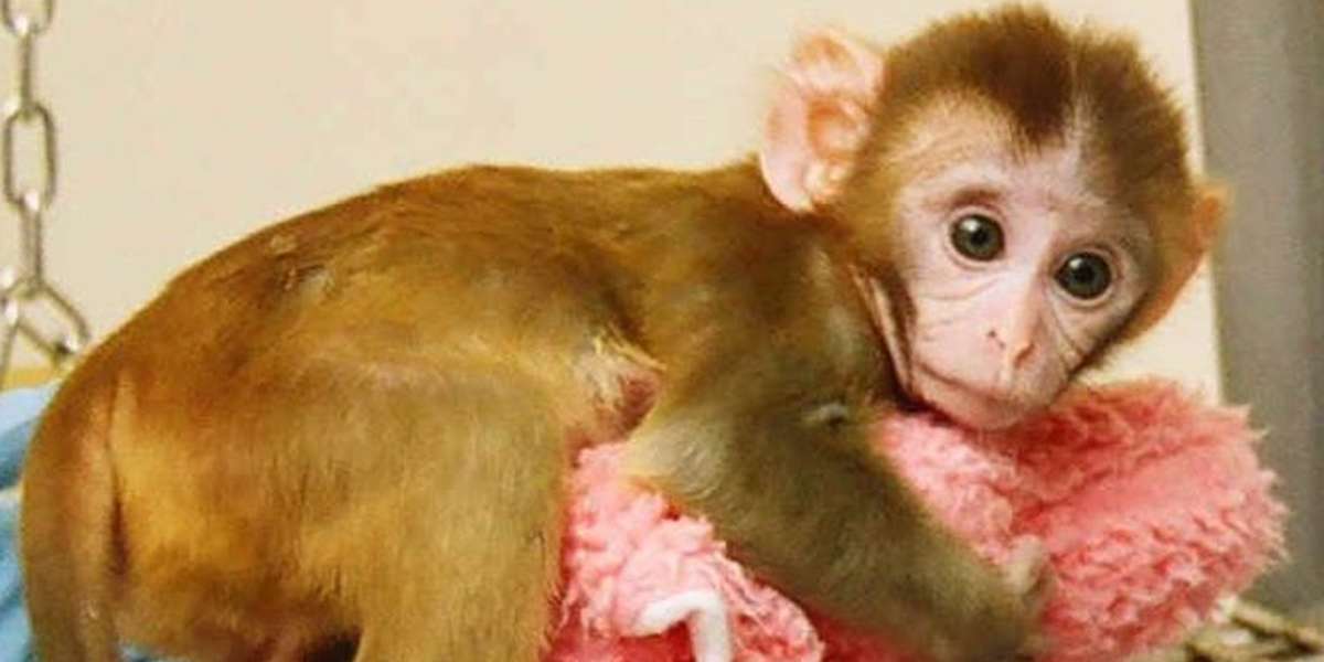 Brutal Experiments On Baby Monkeys Could Be Kept Secret Under New Bill ...