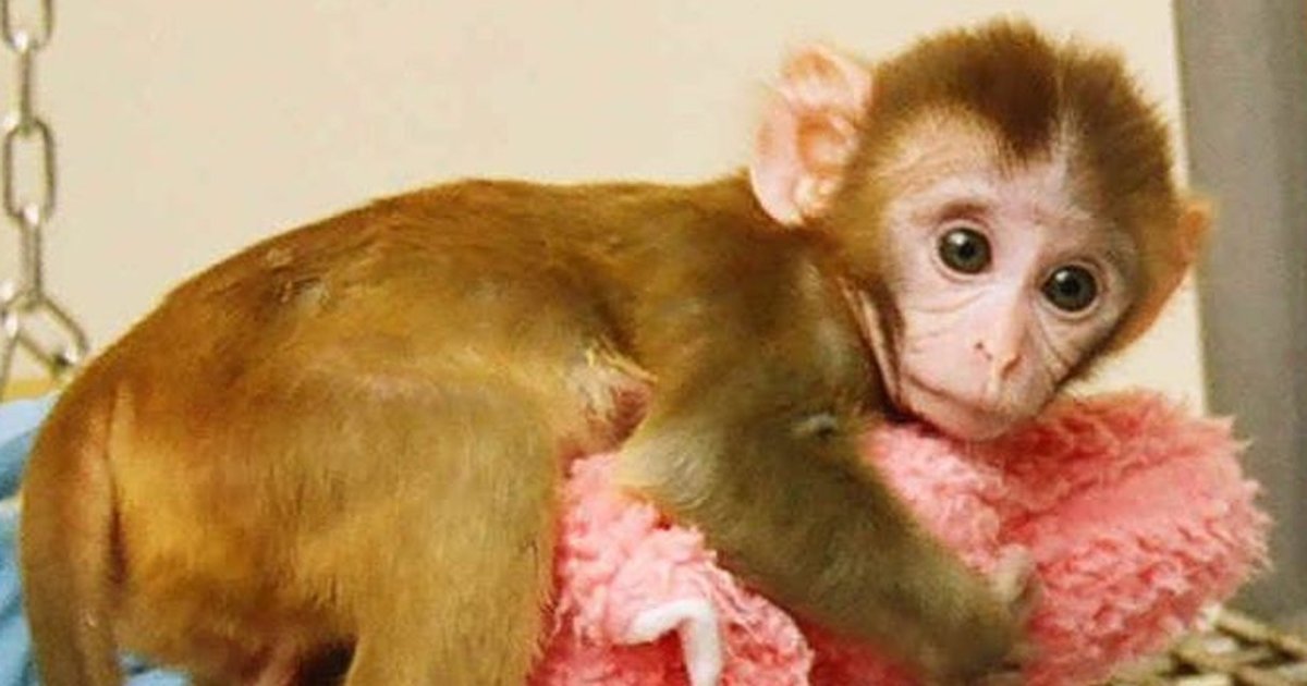 Brutal Experiments On Baby Monkeys Could Be Kept Secret Under New Bill ...