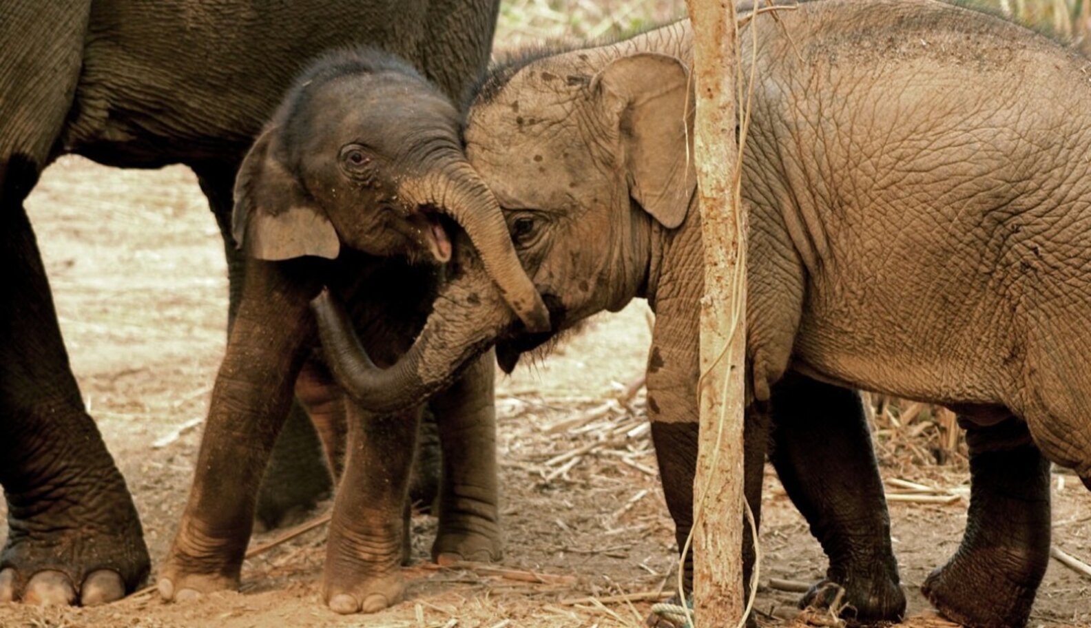 Did Raju Really Weep? What Elephant Tears Tell Us About Animals In ...