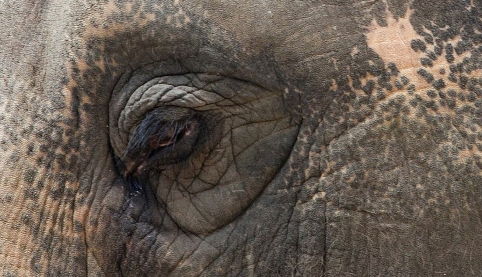 Did Raju Really Weep? What Elephant Tears Tell Us About Animals In ...