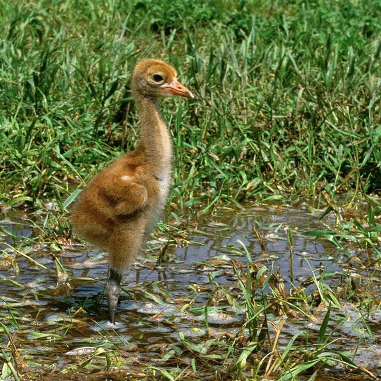 [Untitled] - The Dodo