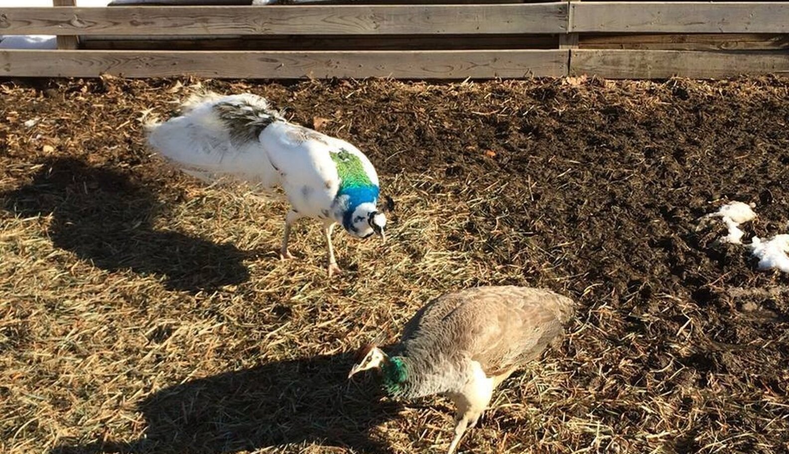 Peacock Hit By A Car Learns To Walk Again — To Be With His Soul Mate ...