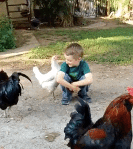 Chicken Runs To Her Boy For A Hug … But Something’s Not Quite Right ...
