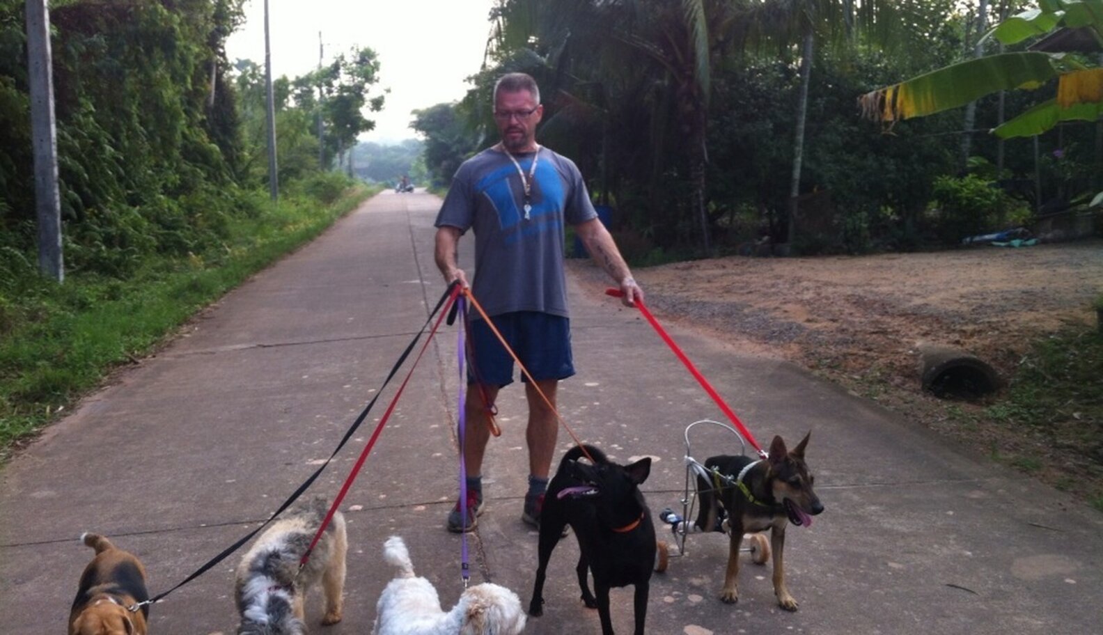 Man Fell In Love With Thailand’s Stray Dogs And Now Feeds 80 Every Day ...