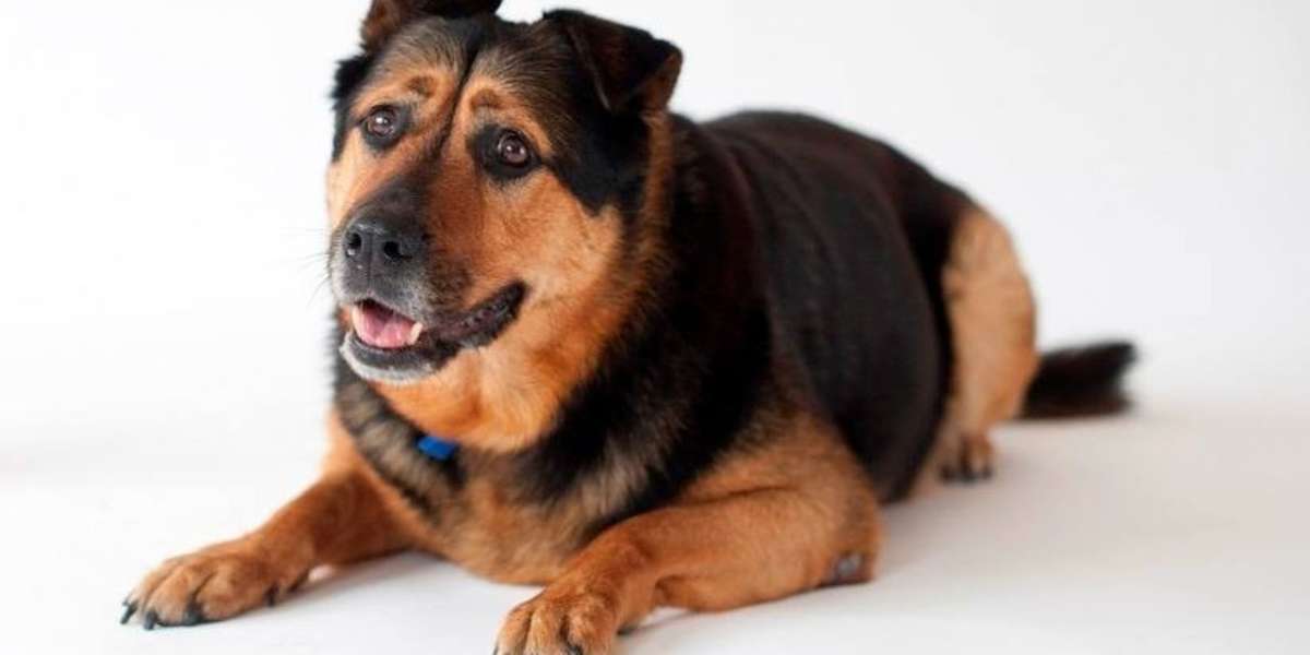 'Permanently Sad' Dog Finally Finds A Forever Home - The Dodo