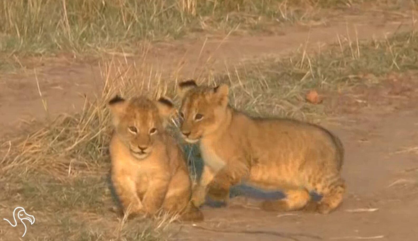 WATCH: Baby Lions, Wild And Free - The Dodo
