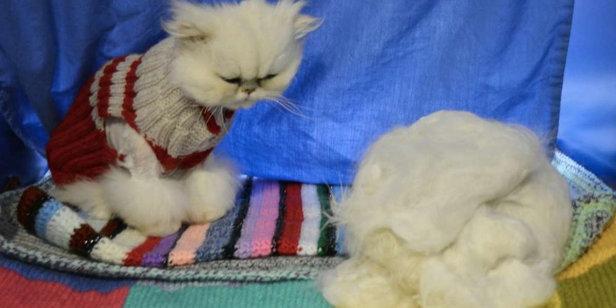 'Most Matted' Cat Of The Year Gets Emergency Buzz Cut - The Dodo