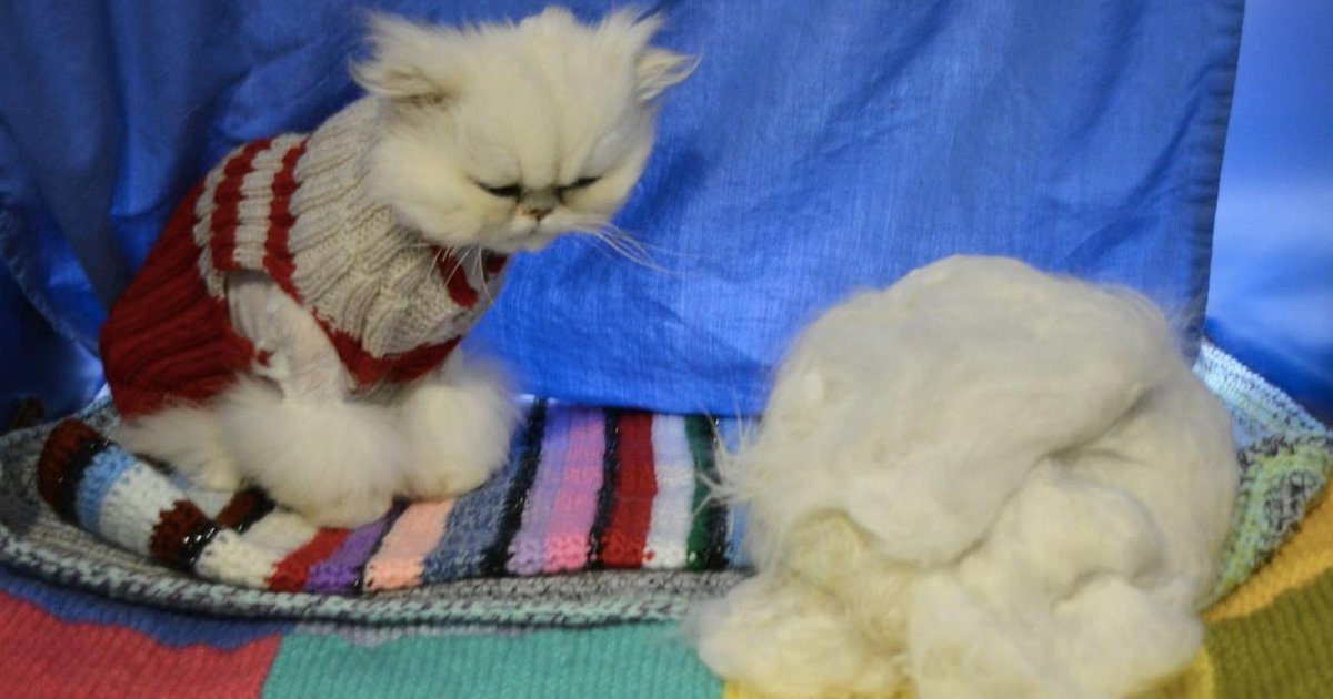 'Most Matted' Cat Of The Year Gets Emergency Buzz Cut - The Dodo