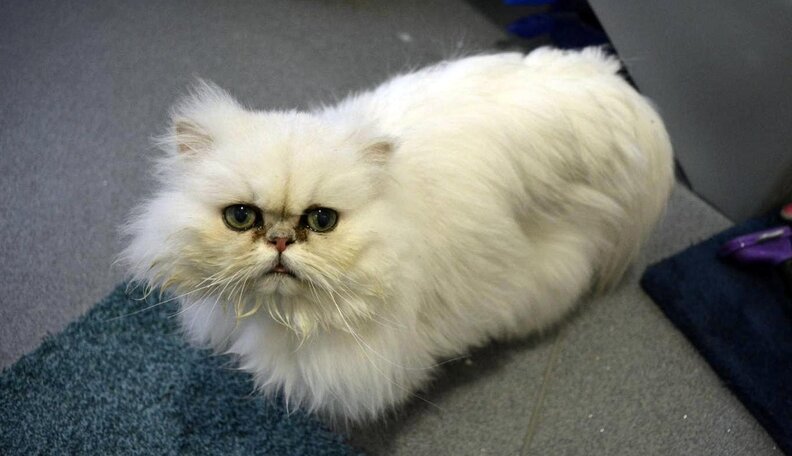 'Most Matted' Cat Of The Year Gets Emergency Buzz Cut - The Dodo