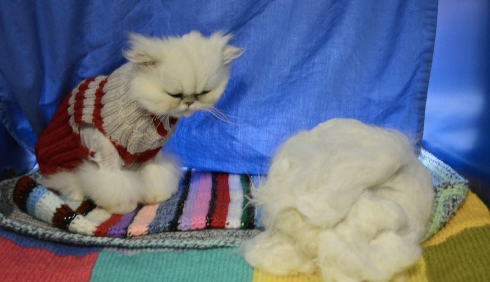 'Most Matted' Cat Of The Year Gets Emergency Buzz Cut - The Dodo