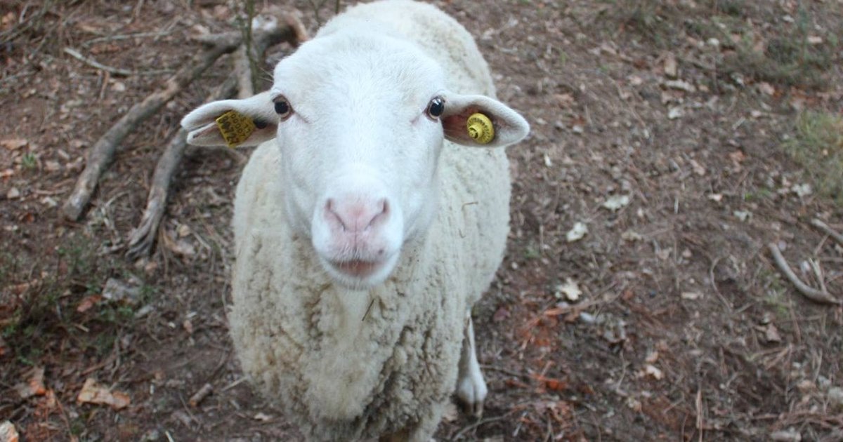 It's Been 2 Years — And She Still Won't Come Near A Human - The Dodo