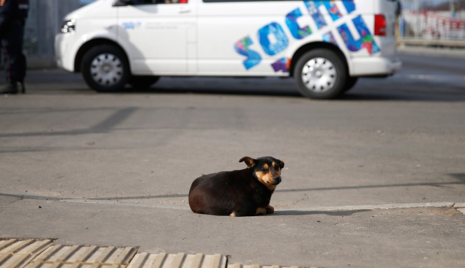 Humane Society President: No Sochi Dogs Freed -- Yet - The Dodo