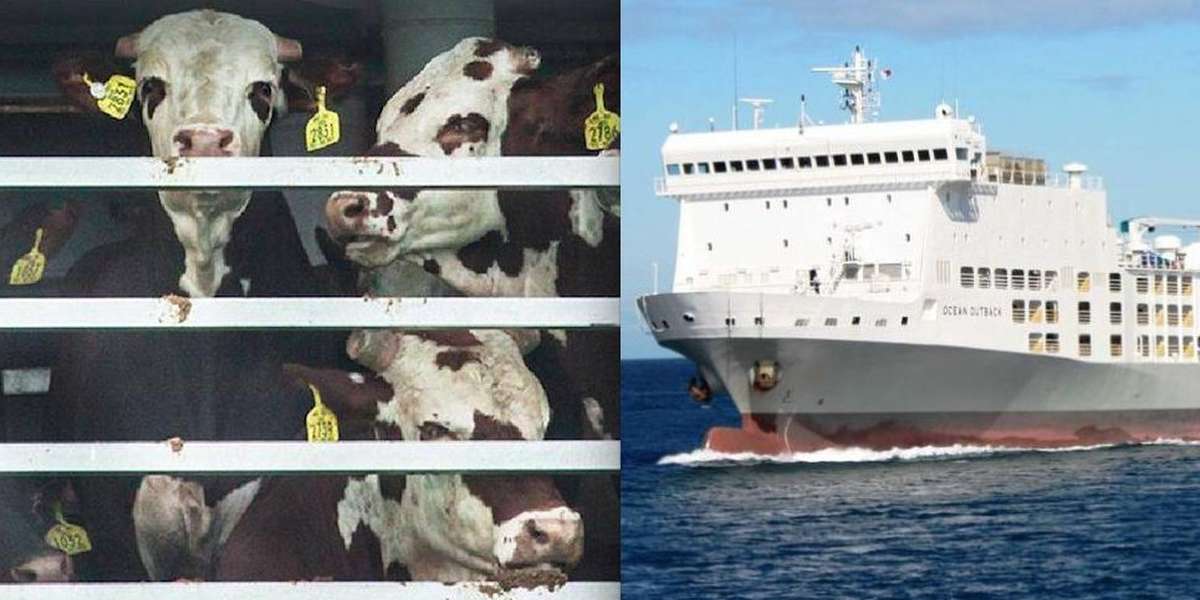 13,000 Animals Are Stranded At Sea Right Now And Nobody Is Talking ...