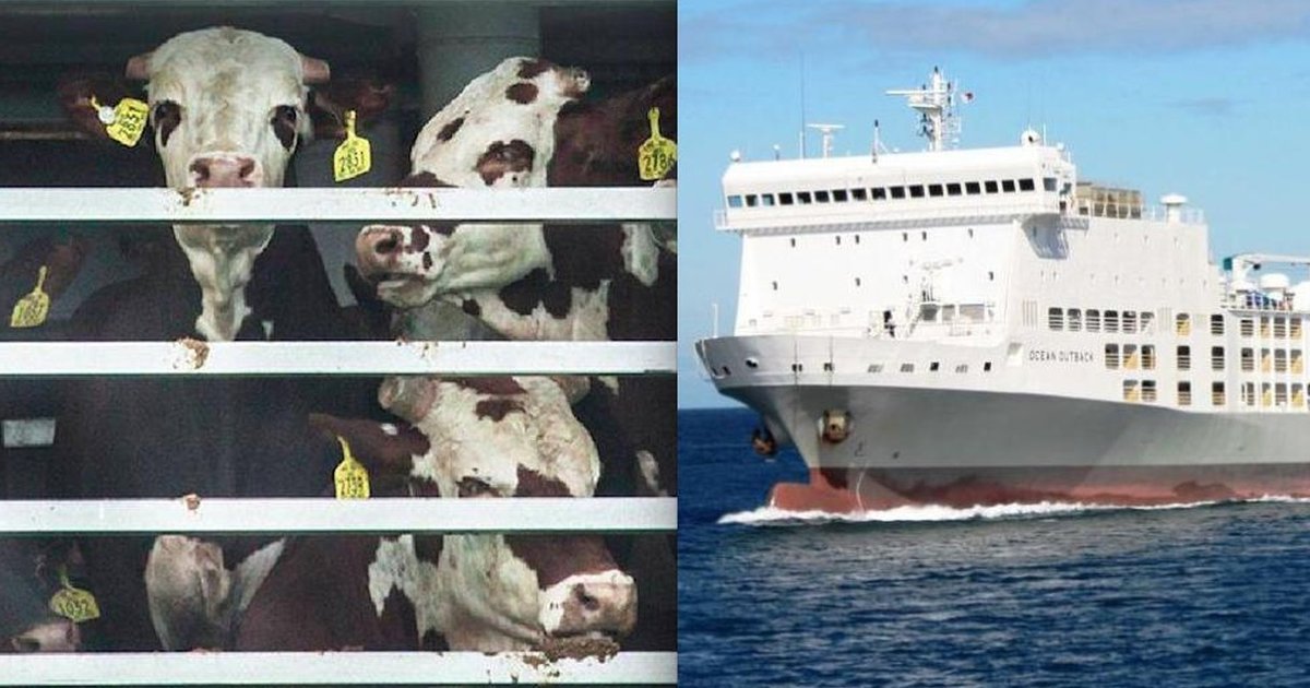 13,000 Animals Are Stranded At Sea Right Now And Nobody Is Talking ...