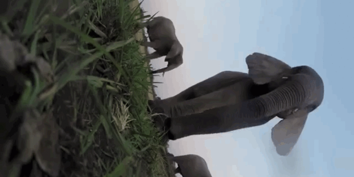 Elephants Get Ahold Of GoPro, Create Perfect Short Film - The Dodo