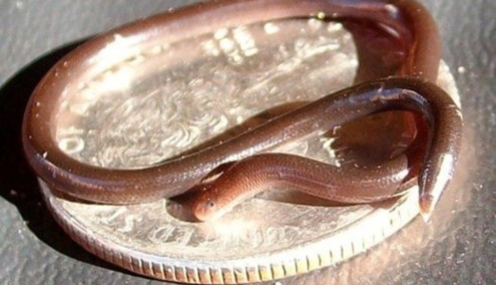 Nature's Smallest: 7 Of The World's Most Petite Creatures - The Dodo