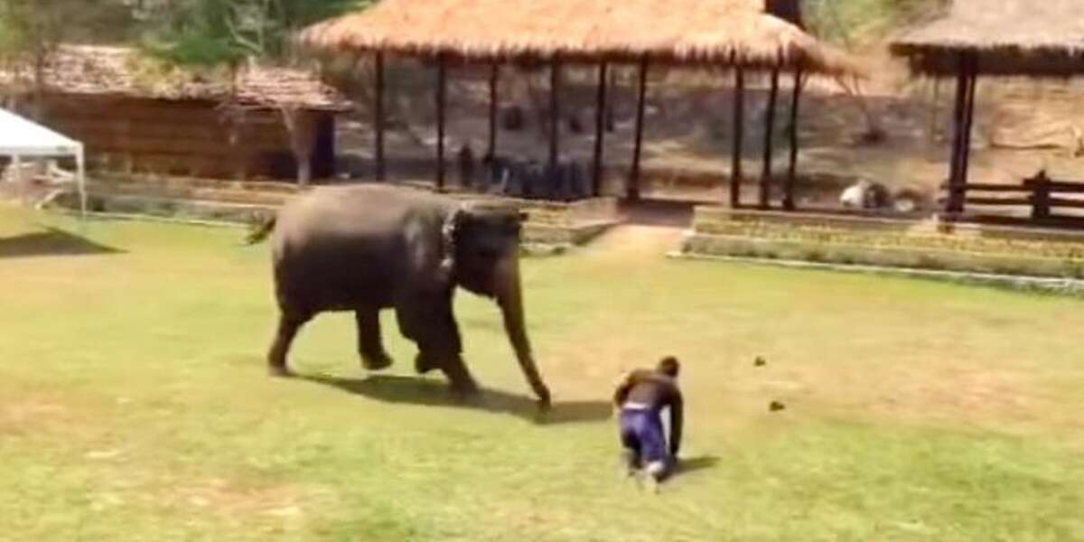 Trusting Elephant Rushes To Save Human — Even Though He's Tricking Her ...