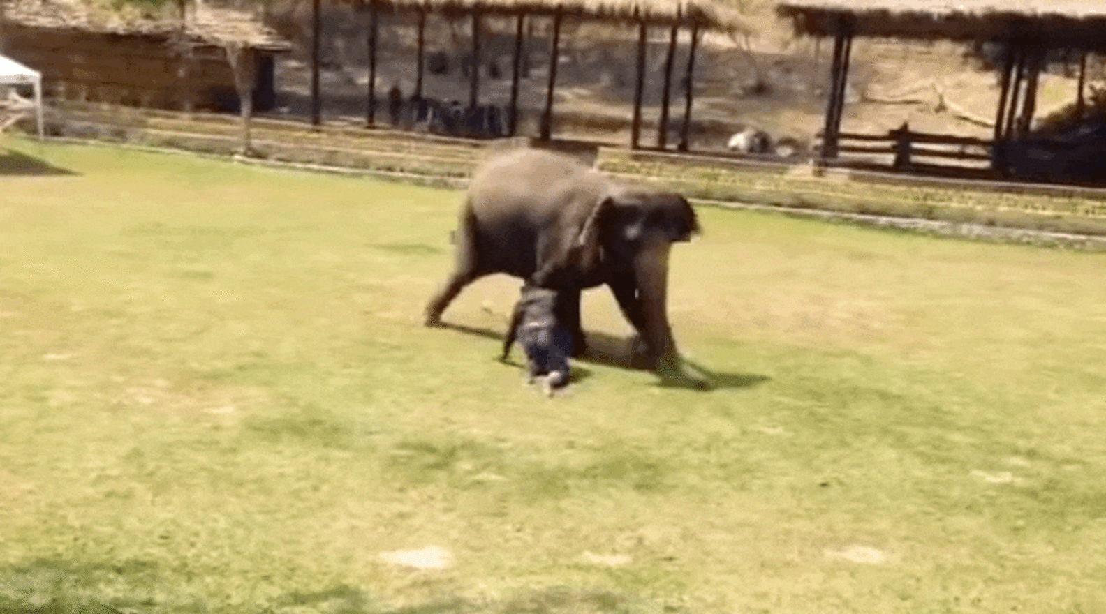 Trusting Elephant Rushes To Save Human — Even Though He's Tricking Her ...