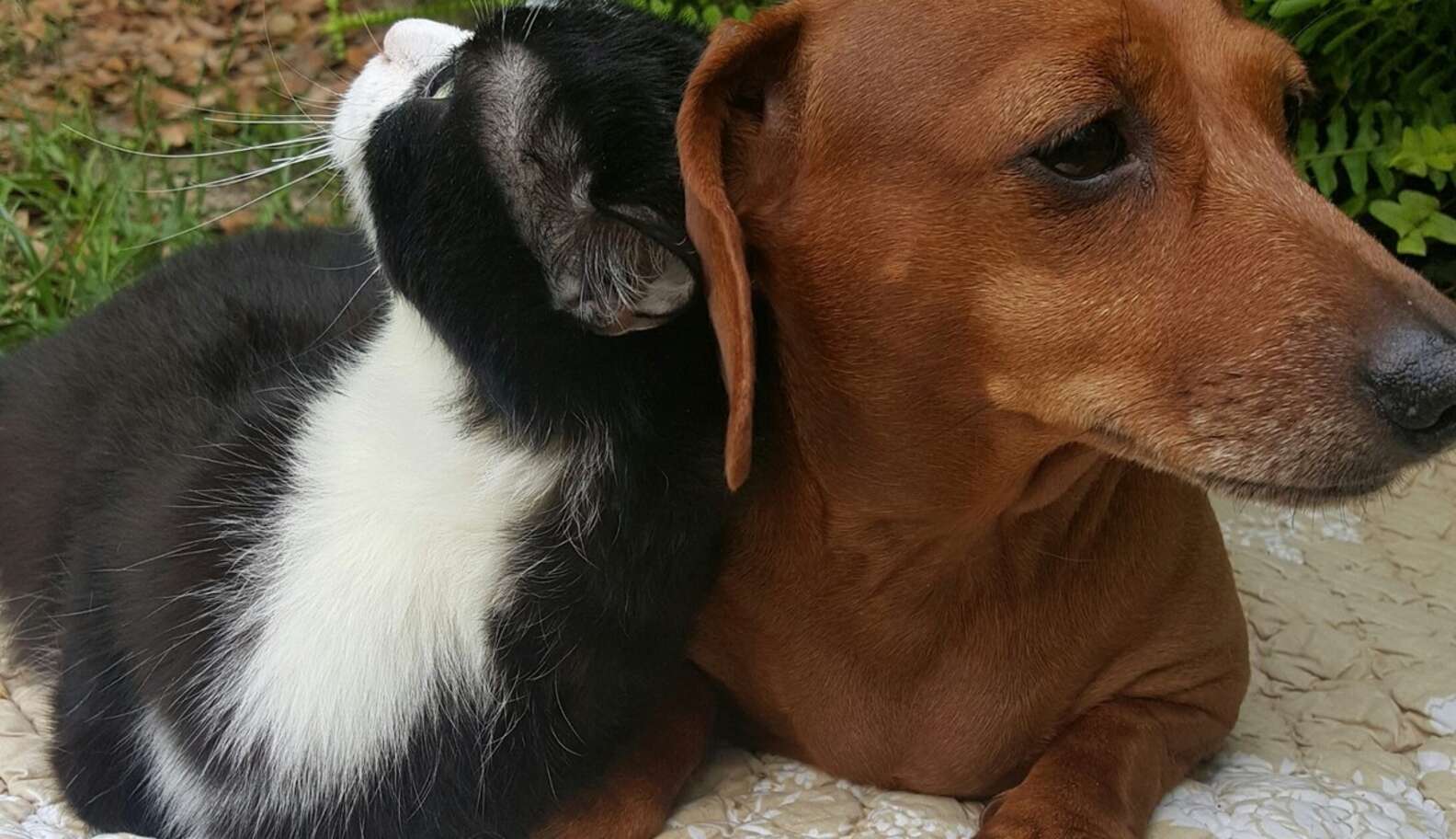 Abandoned Dog And Paralyzed Cat Survived Because They Had Each Other ...
