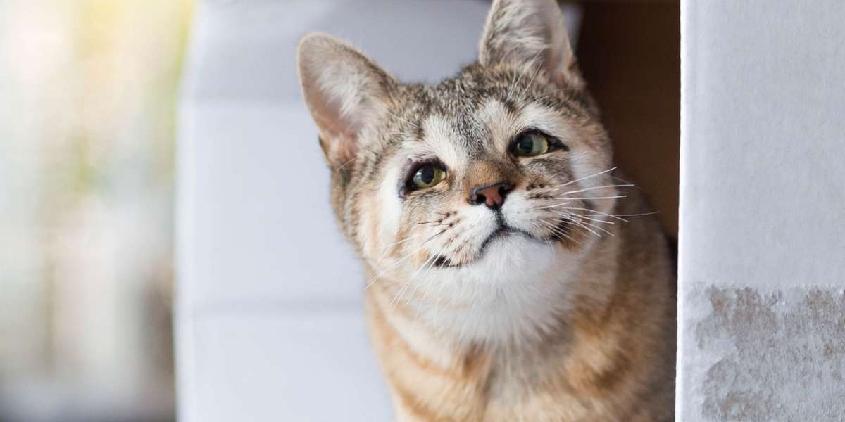 Cat Born Without Eyelids Is So Happy Someone Saved Her Sight - The Dodo