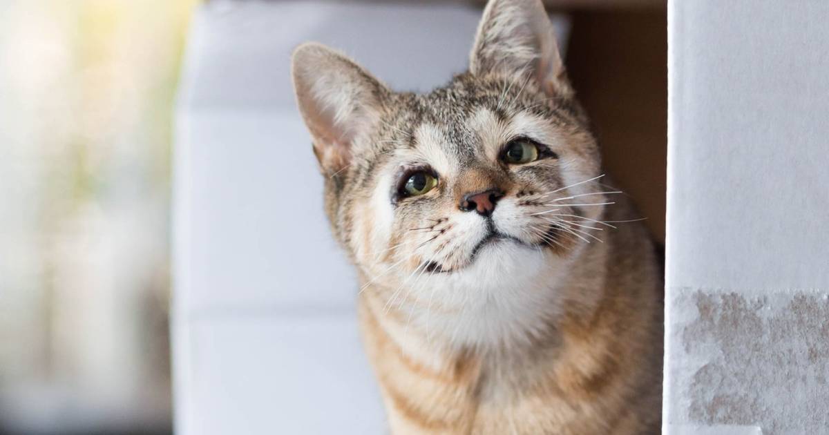 Cat Born Without Eyelids Is So Happy Someone Saved Her Sight The Dodo