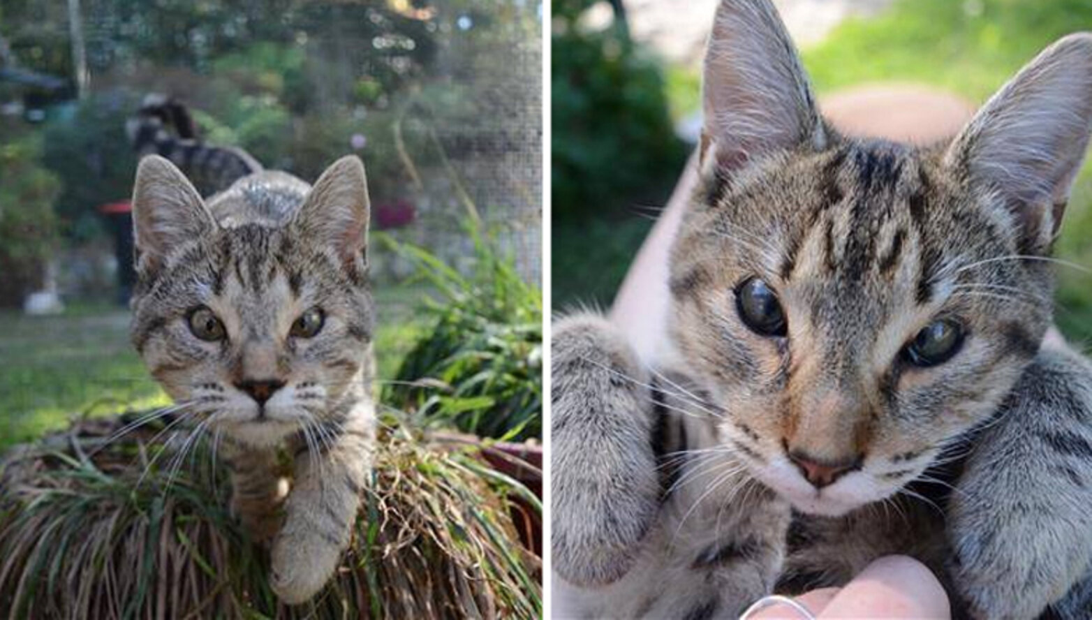 Cat Born Without Eyelids Is So Happy Someone Saved Her Sight - The Dodo