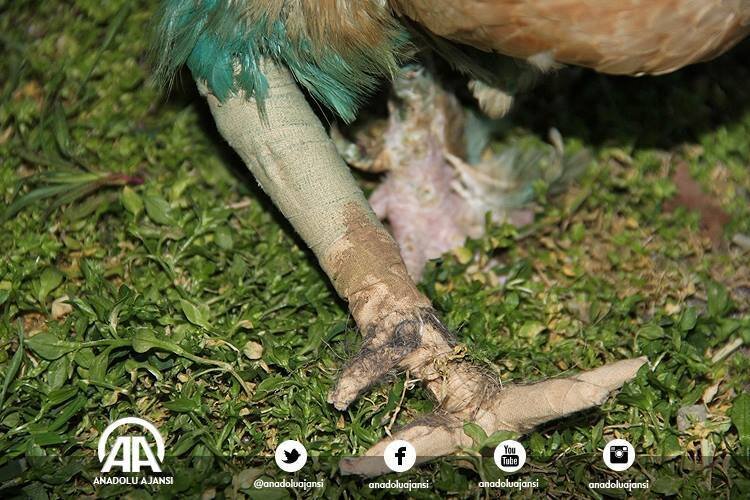 Farmer Refuses To Give Up On Injured Chicken, Finds Vets To Make Her A ...