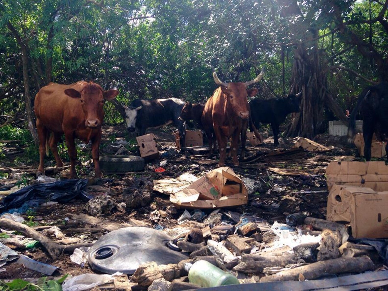 Cows Saved From Torture Operation Now Relaxing 'Freely And Safely ...