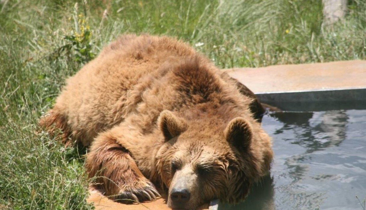 'Saddest Bears In Europe' Have No Idea They’re About To Be Free - The Dodo