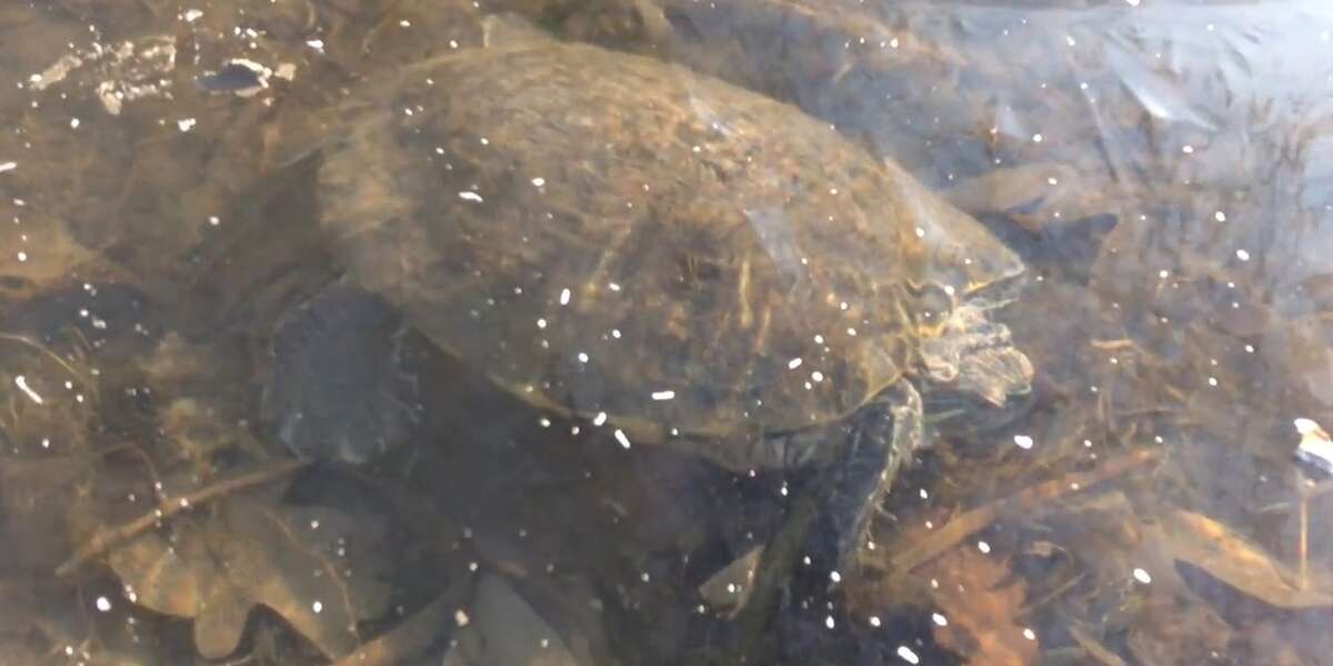 These Turtles Trapped Under Ice Know Exactly What They're Doing - The Dodo