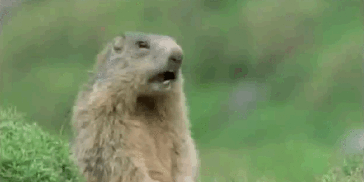 Animals Talking Back: 7 Of The Most Amazing Animal Voiceovers - The Dodo